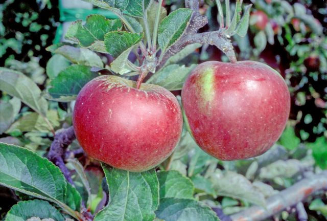 Browse catalog | Earth's Rising Nursery Trees | Monroe, OR 7/7