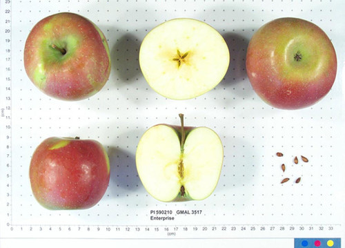 Enterprise apple | Earth's Rising Farm