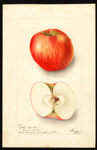 York Imperial Apple | Earth's Rising Farm
