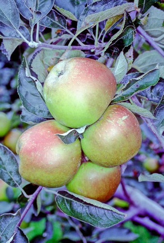 Roxbury Russet apple | Earth's Rising Farm