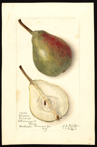 Kalle or Clapp's Favorite European pear | Earth's Rising Farm