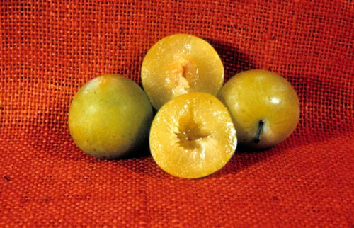 Shiro plum | Earth's Rising Farm