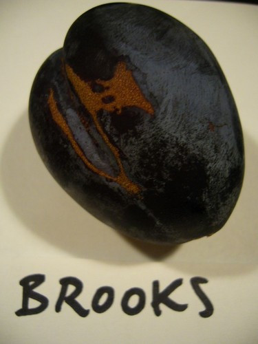 Brook plum | Earth's Rising Farm