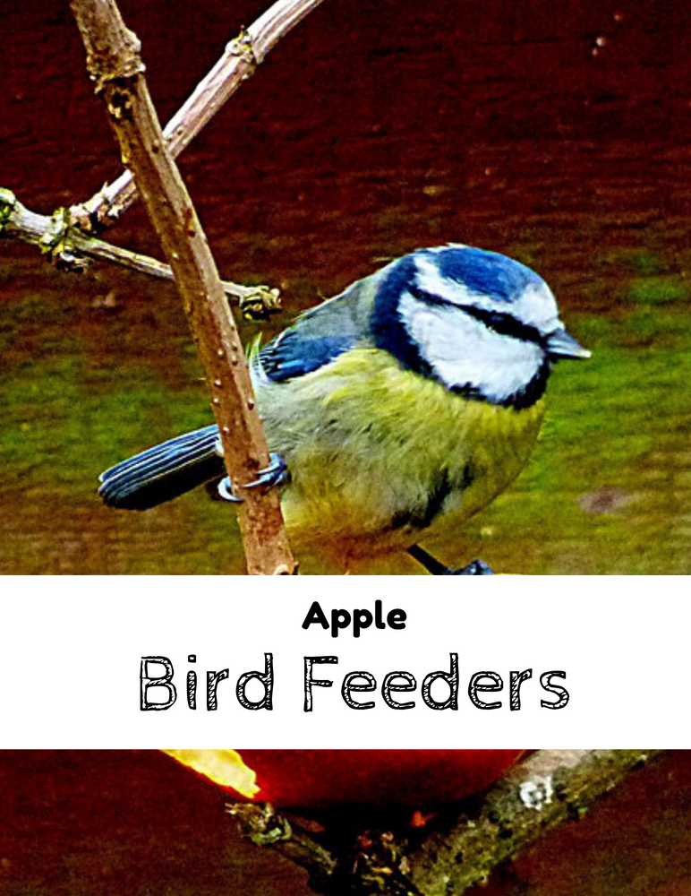 Birds Week at Nature School