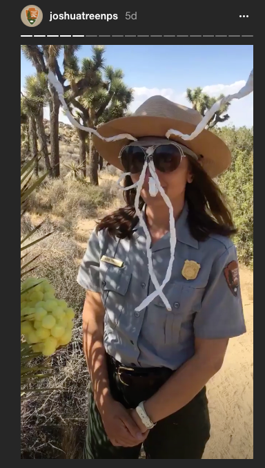 Moth Art for Joshua Tree National Park!