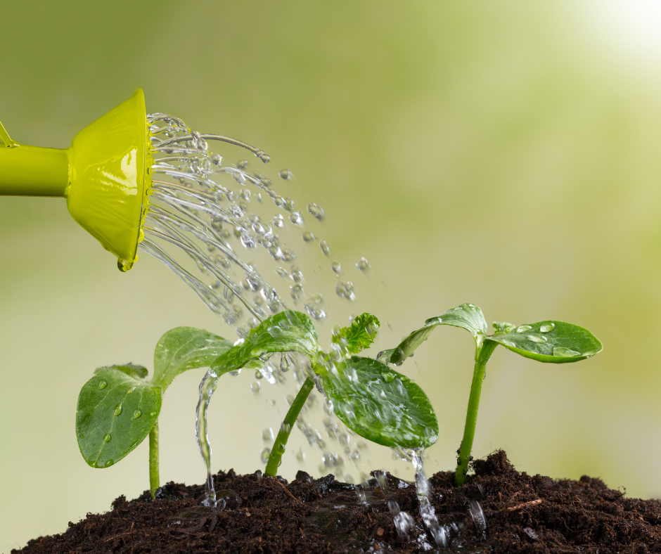 The Ultimate Watering Guide for Your Garden Plants: How to Keep Your ...