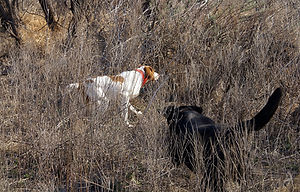 Texas Triangle Outfitters