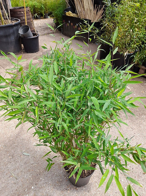 Clumping Bamboo Varieties