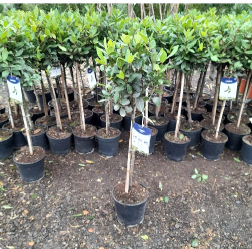Laurus Nobilis Lollipop Bay Tree | Buy Garden Trees Online