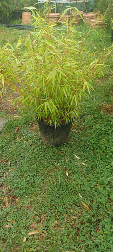 Fargesia Rufa clumping bamboo plant 20L 1 metre | Bambookings