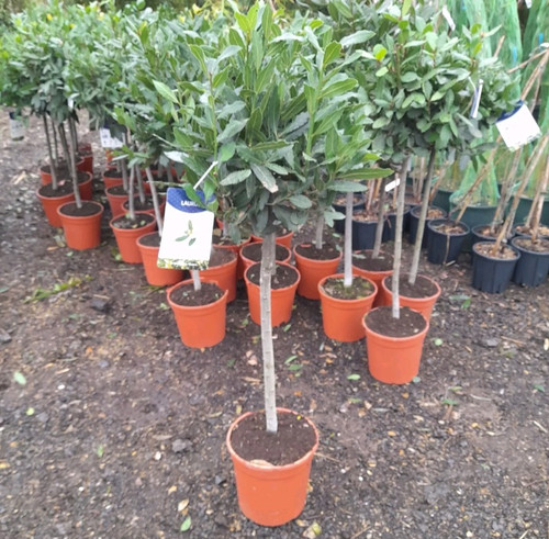 Laurus Nobilis Bay Tree Standard | Evergreen Garden Tree