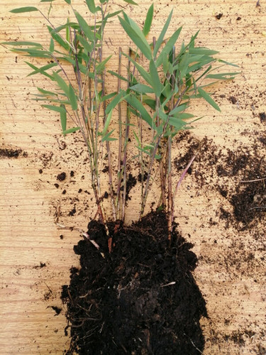 Bamboo plant clumping Bundle RUFA, BLACK PEARL, RED PANDA Live rooted ...