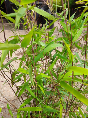 Fargesia Obelisk Bamboo | Clumping Bamboo For Sale Online