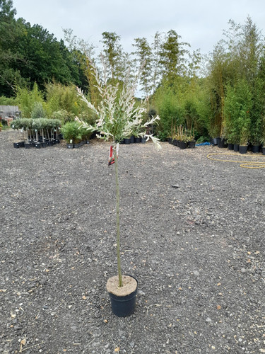 Salix Flamingo Tree Standard 150cm Tall 8L | Bambookings