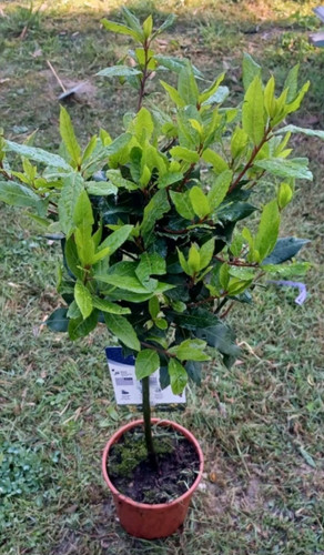Laurus Nobilis Bay Tree Small | Buy Garden Trees Online