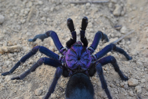 Phormictopus sp. 'Dominican Purple' (Purple Beauty Bird Eater) 3.5-4 ...