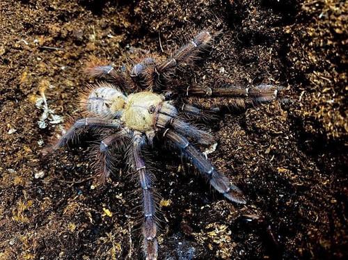 Omothymus sp 'Langkawi' (Purple and Gold Tree Spider) 0.75" | Exotics ...