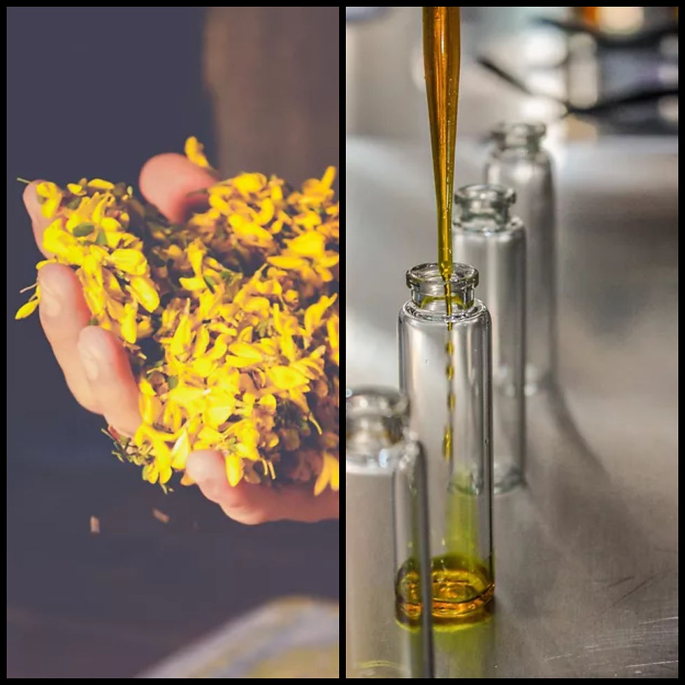 Perfumery | American Society of Perfumers