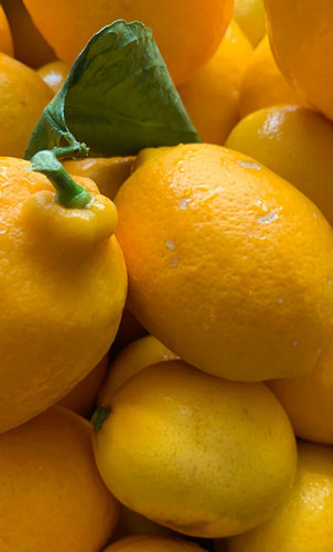 Citron meyer - les 500g | Les saveurs de jade