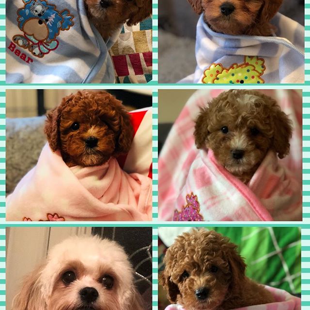 Cavapoochon Puppies HEALTH TESTED PARENTS, Pawfect Cavachons