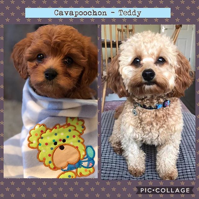 Cavapoochon Puppies HEALTH TESTED PARENTS, Pawfect Cavachons