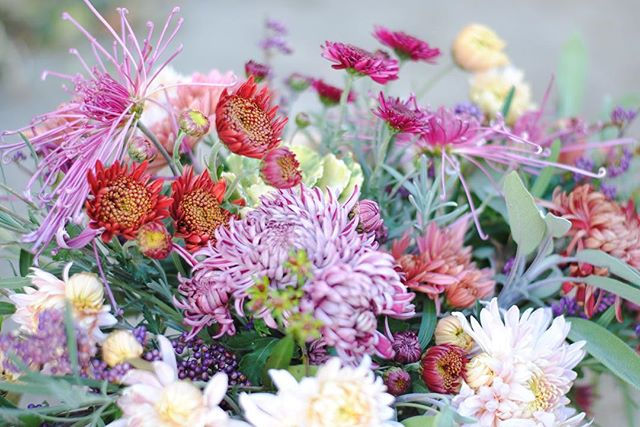Growing Heirloom Chrysanthemums