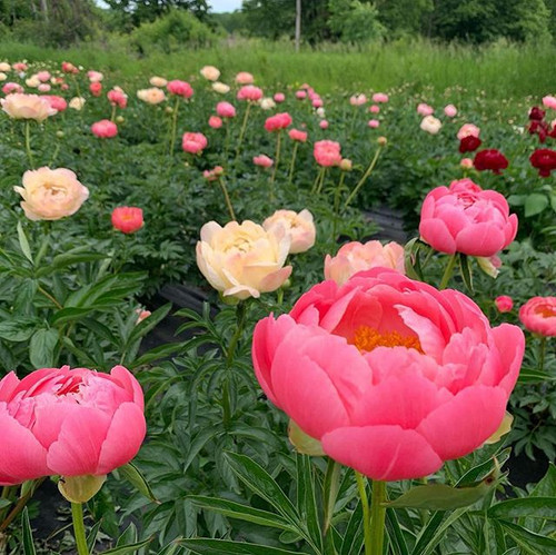2026 June Peony CSA Share | Jayflora