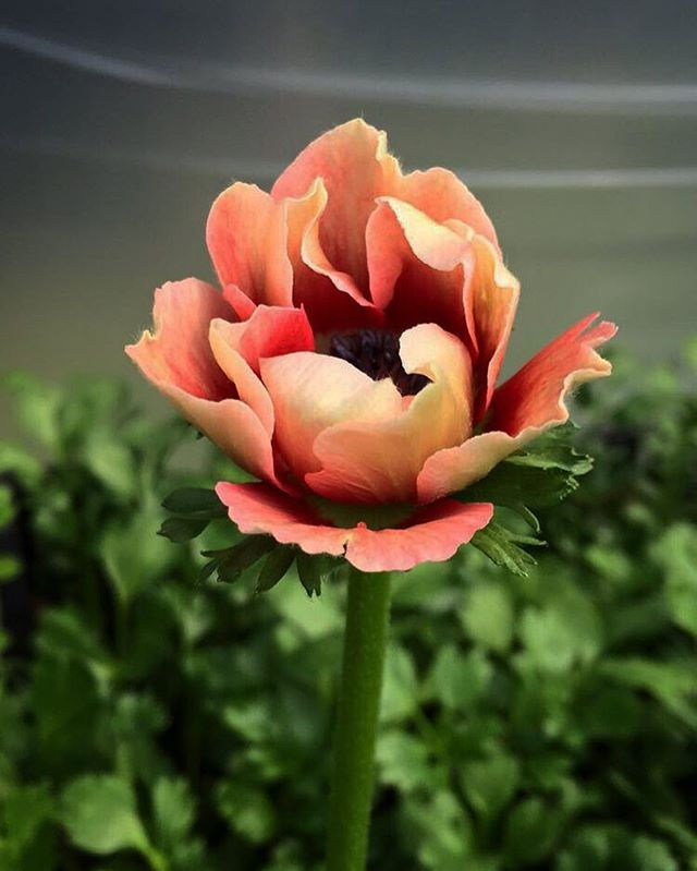 Growing Ranunculus & Anemones