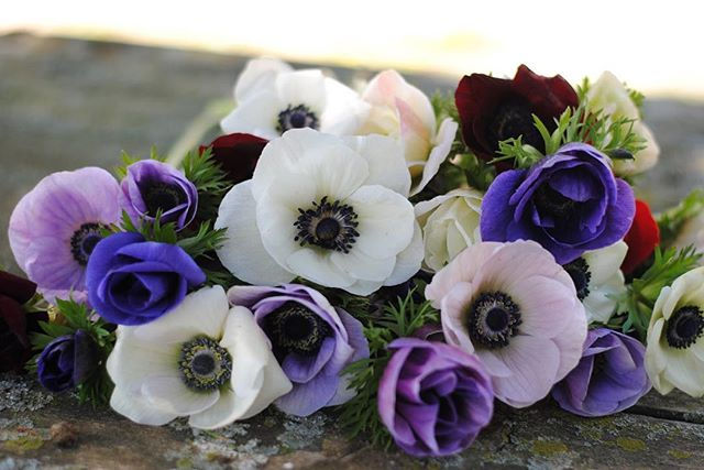 Growing Ranunculus & Anemones