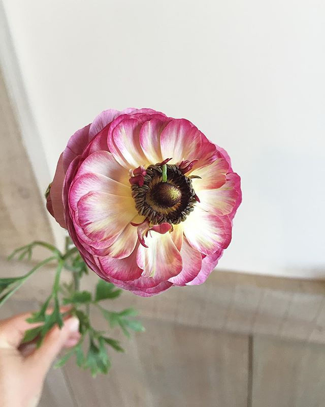 Growing Ranunculus & Anemones