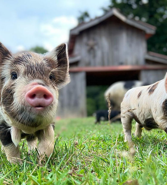 kunekune piglets