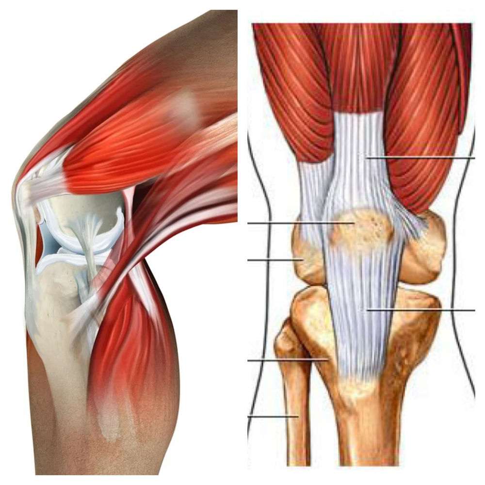 Связки и сухожилия- самое важное что стоит знать!