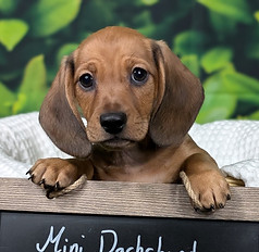 Puppies | Mini-Critters