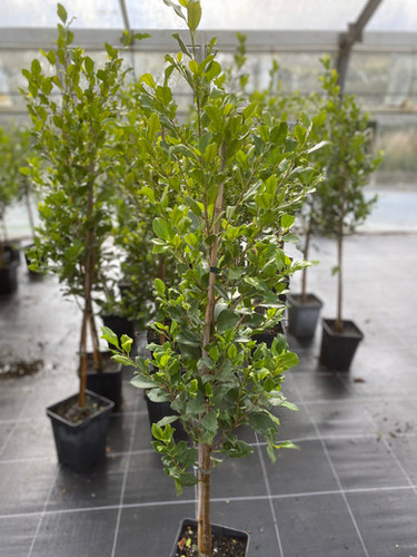 Ficus tuffi 5l | Nursery