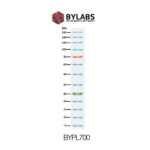TRI-Color Protein Marker (5-245 kDa), BYPL700 | BYLABS