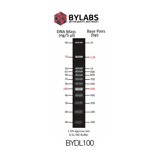 100bp DNA Size Marker (100bp-3kb), BYDL100 | BYLABS