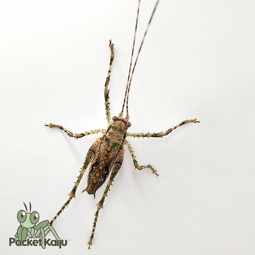 Rainforest Tree Katydid (Phricta spinosa) | Pocket Kaiju