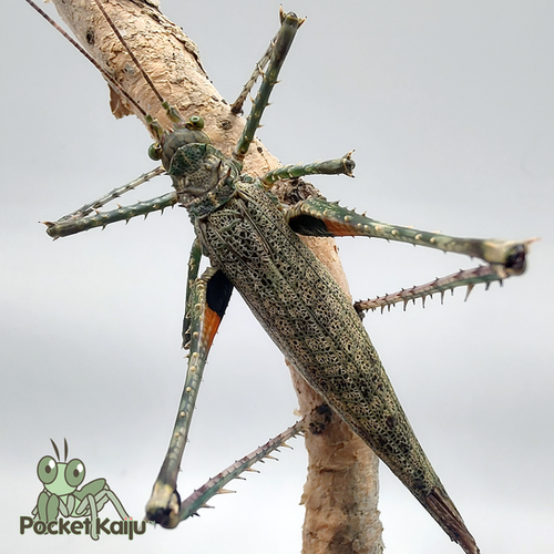 Rainforest Tree Katydid (Phricta spinosa) | Pocket Kaiju