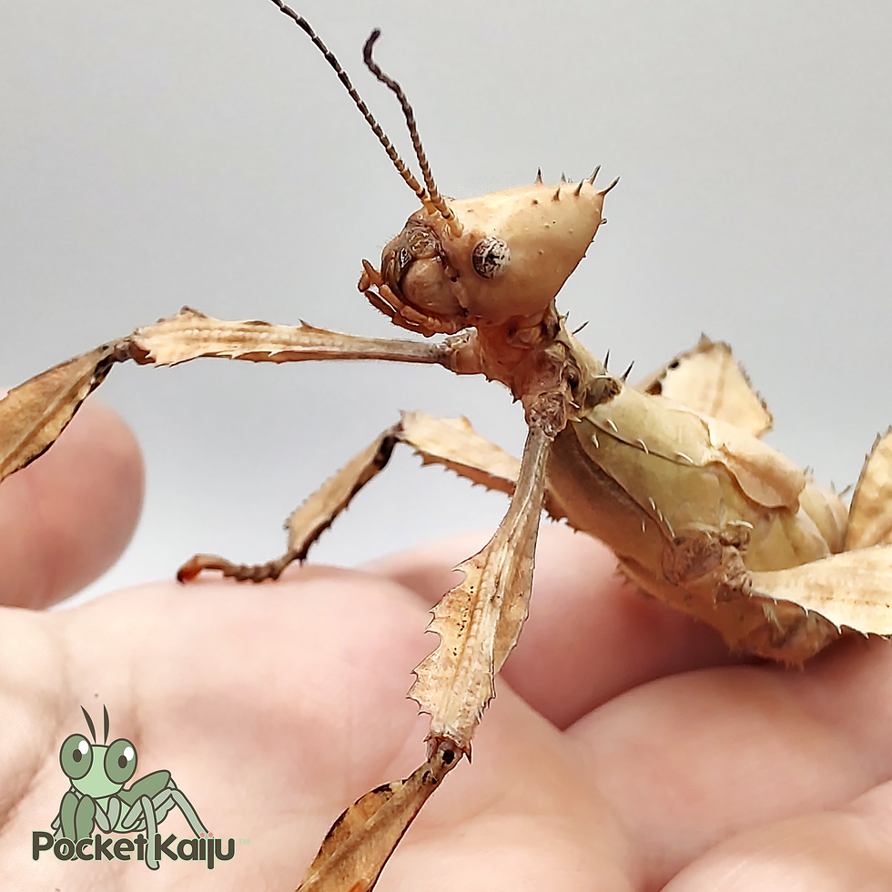 Spiny Leaf Insect (Extatosoma tiaratum) | Pocket Kaiju