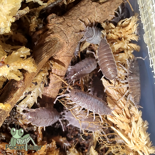 Powder Blue Isopods (Porcellionides pruinosus) | Pocket Kaiju