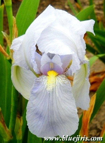 Florentina (I.Germanica) | Blue J Iris LC
