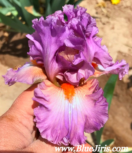 Dippity Do | Blue J Iris LC