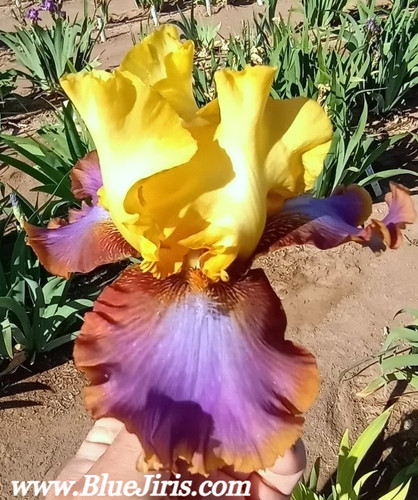 Escape The Ordinary | Blue J Iris LC