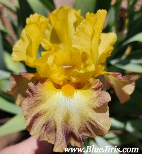 Longing for The Spring | Blue J Iris LC