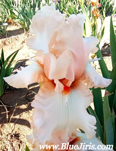 Cha Cha Cha | Blue J Iris LC