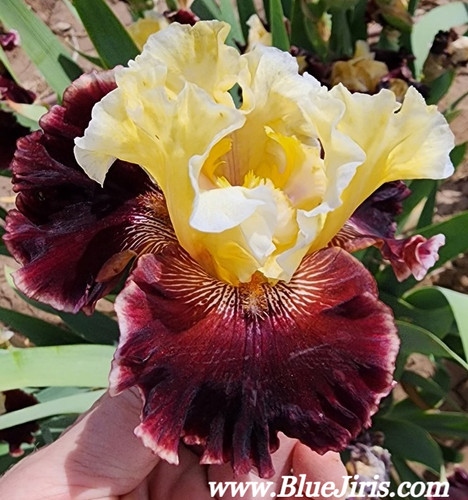 Cherries And Cream | Blue J Iris LC