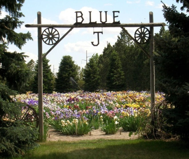 Arctic Express | Blue J Iris LC