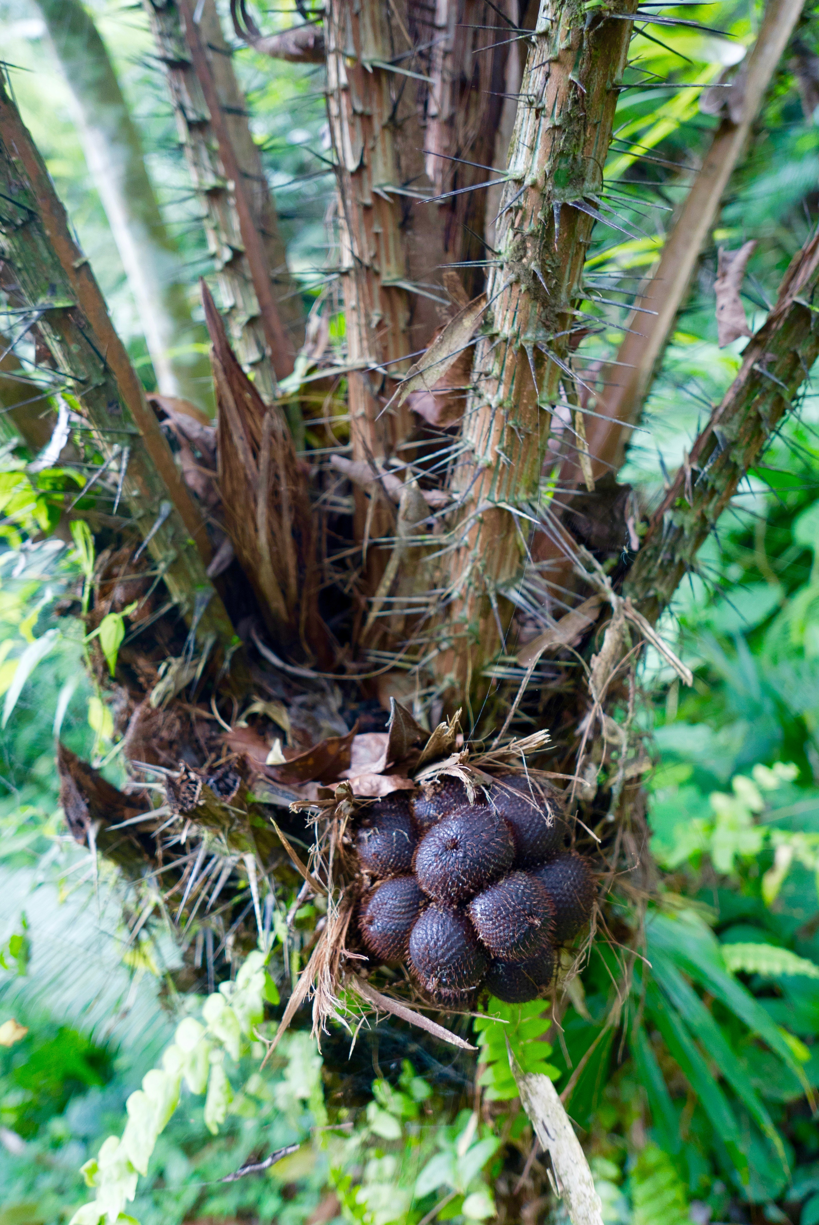 Sustainability Practices | Sarinbuana / Bali Eco Lodge