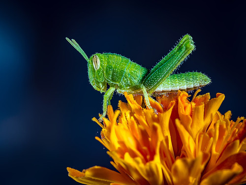 Grasshopper on Marigold | handprint-images
