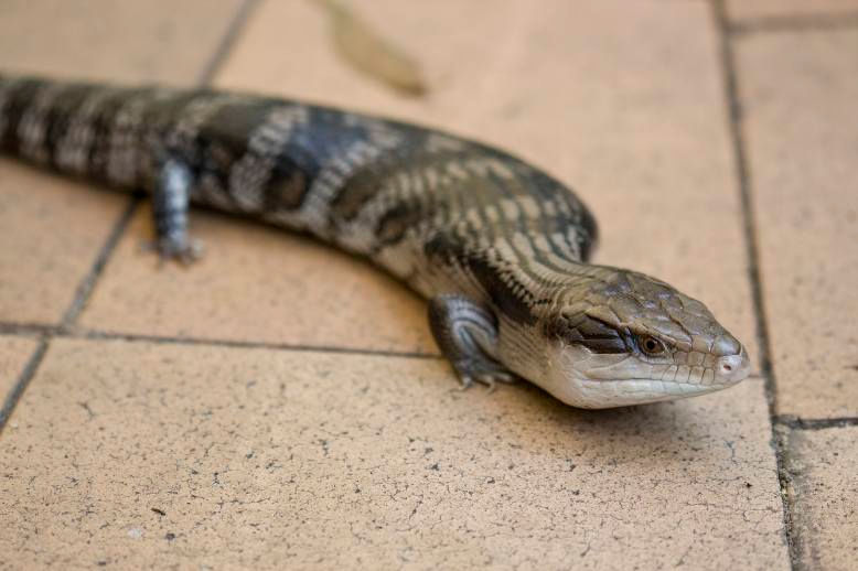 5 Tips for Backyard Blueys!